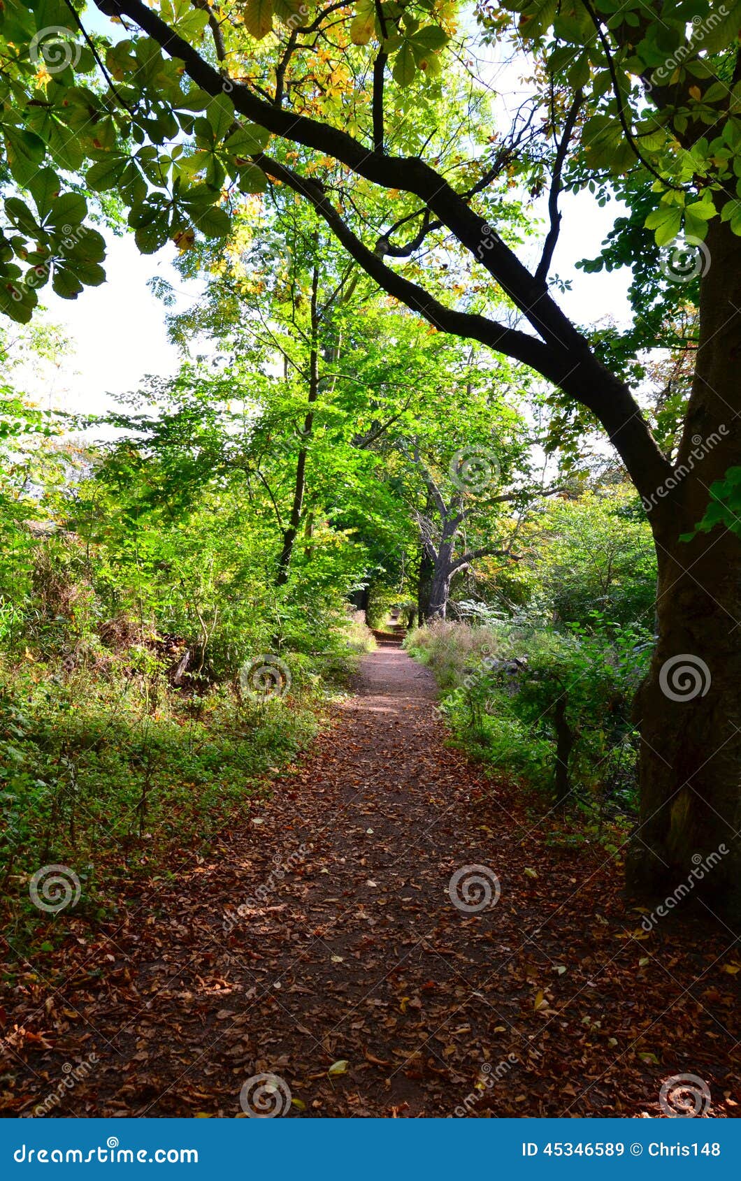 A Tree Lined Pathway in the Autumn Woods Stock Image - Image of color ...