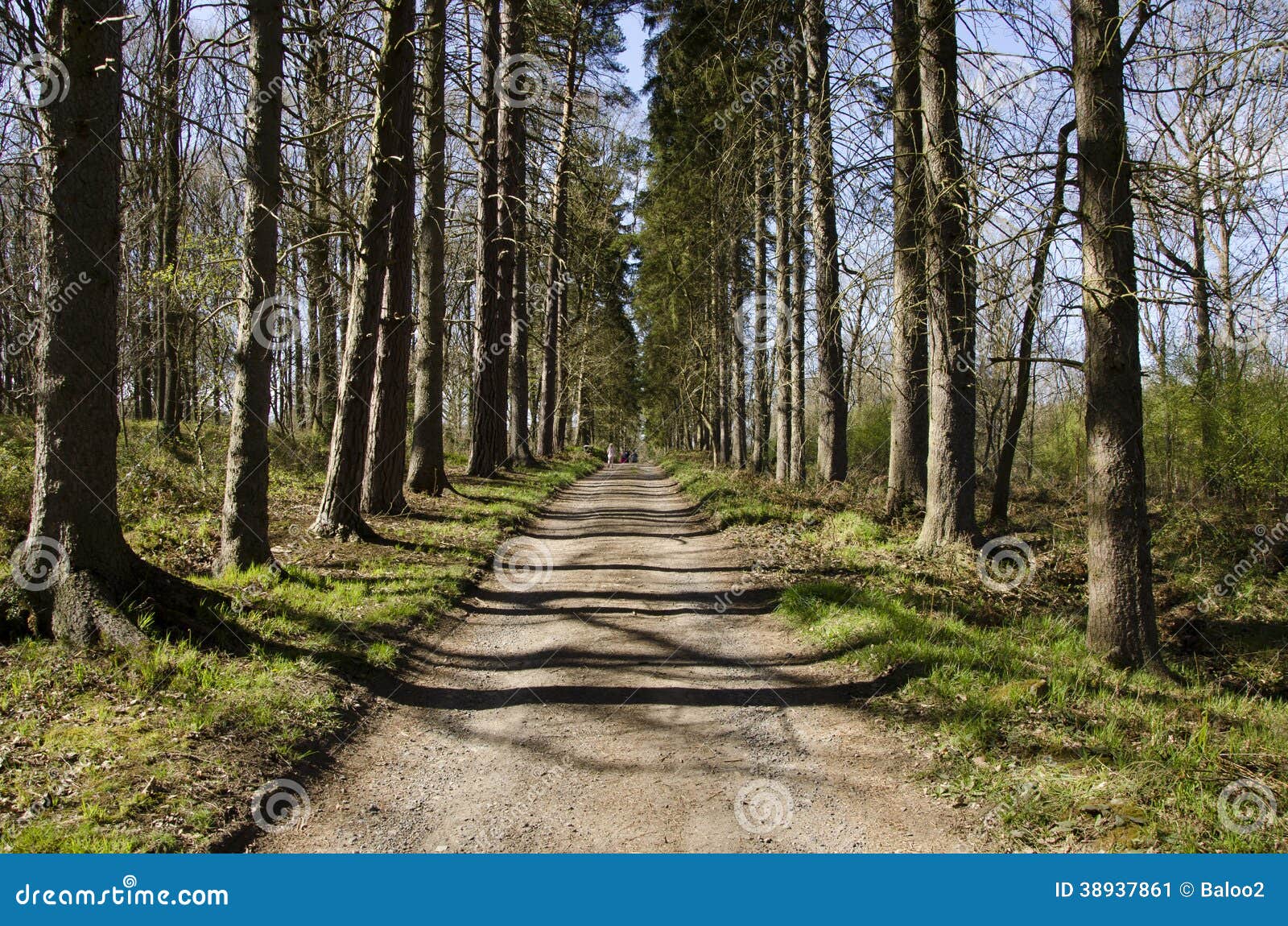 Tree lined pathway stock image. Image of direction, trees - 38937861