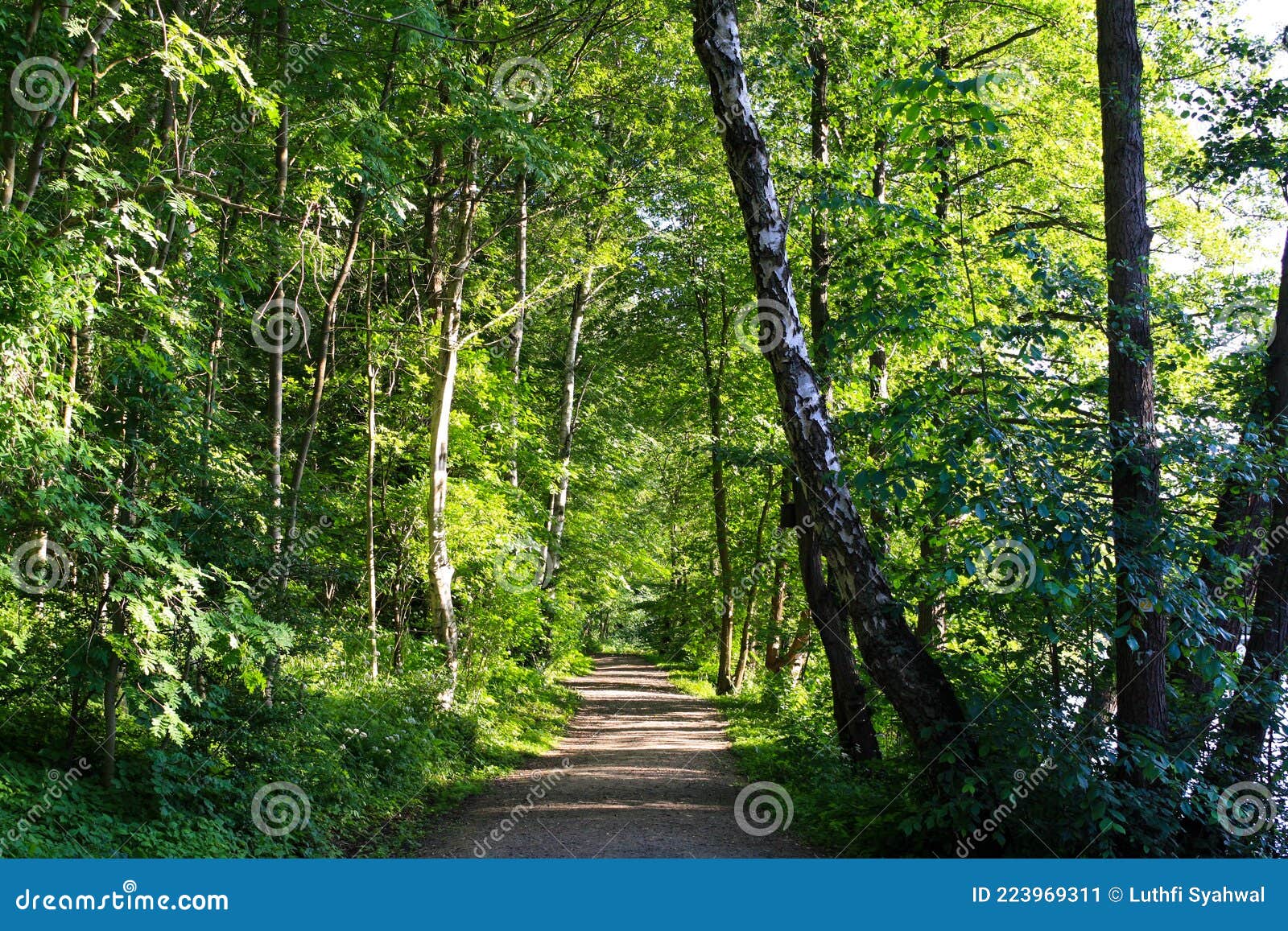 Tree-lined Pathway in Forest with Sunlight Perspective View Stock Image ...