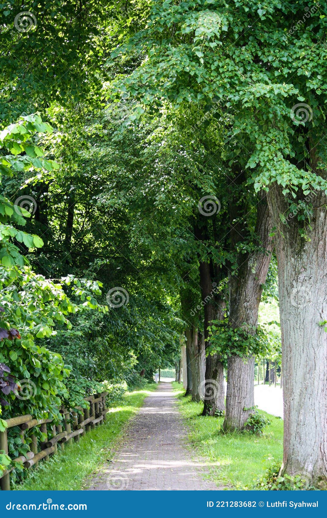 Tree-lined Pathway with Green Thick Leaves in Germany Countryside Stock ...