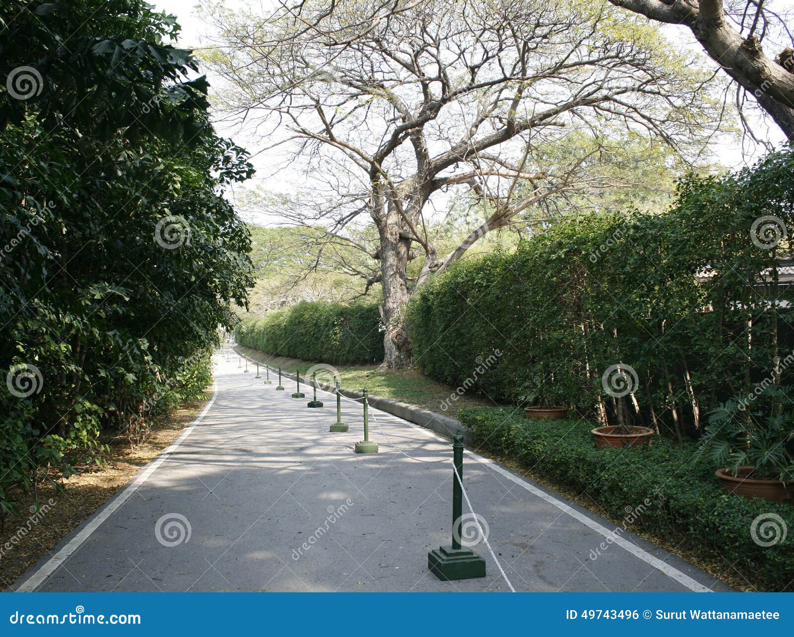 A Tree Lined Pathway through a Park Stock Photo - Image of field ...