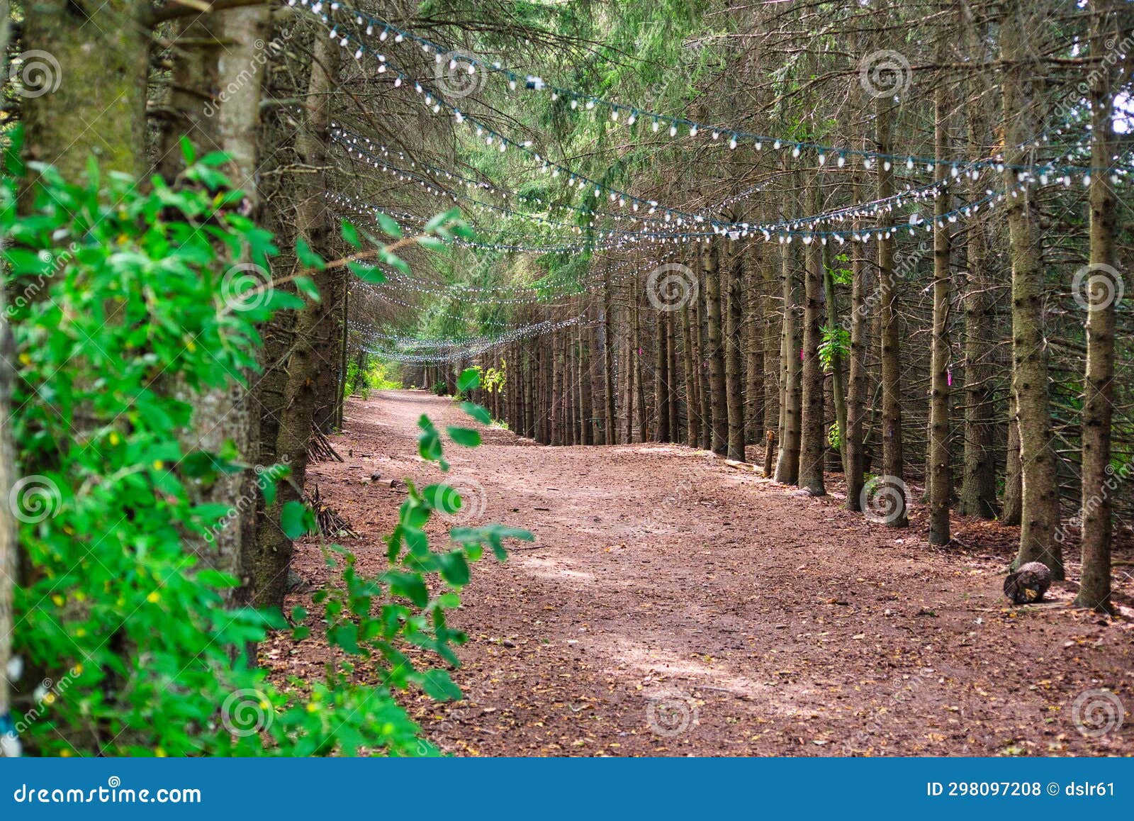 Tree Lined Pathway with Strings of Lights Stock Photo - Image of ...