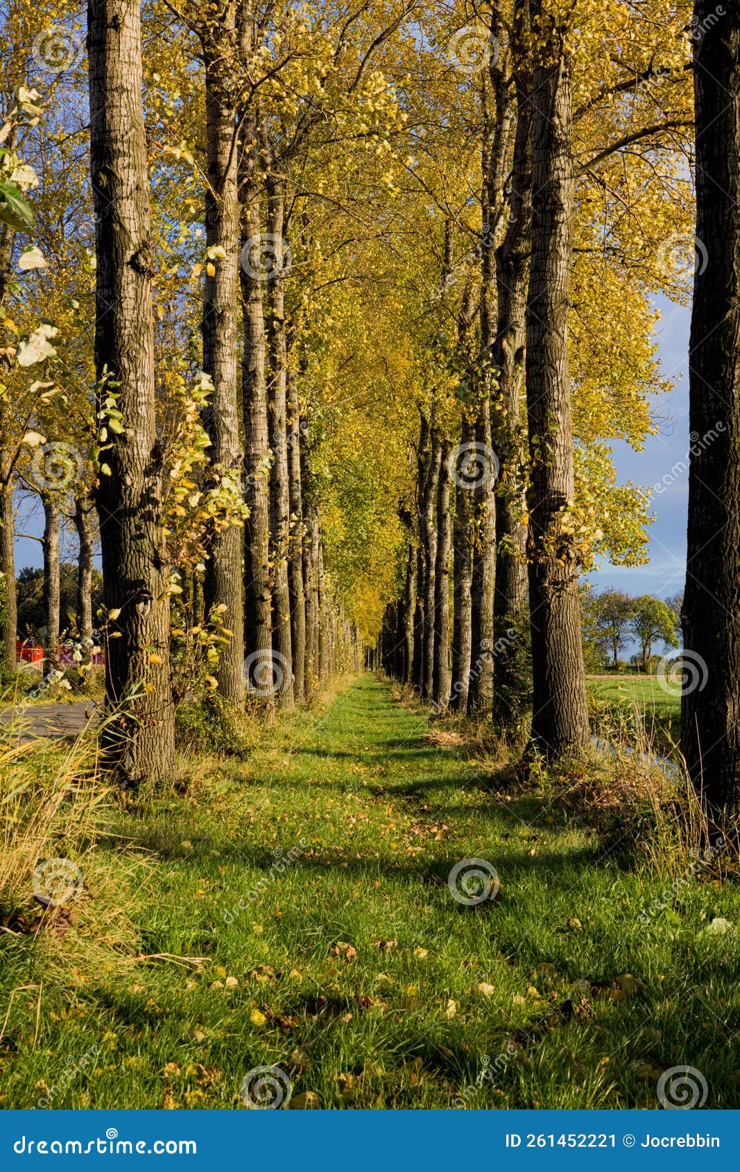 Tree Lined Pathway of Yellow Colored Fall Leaves in Holland Stock Image ...