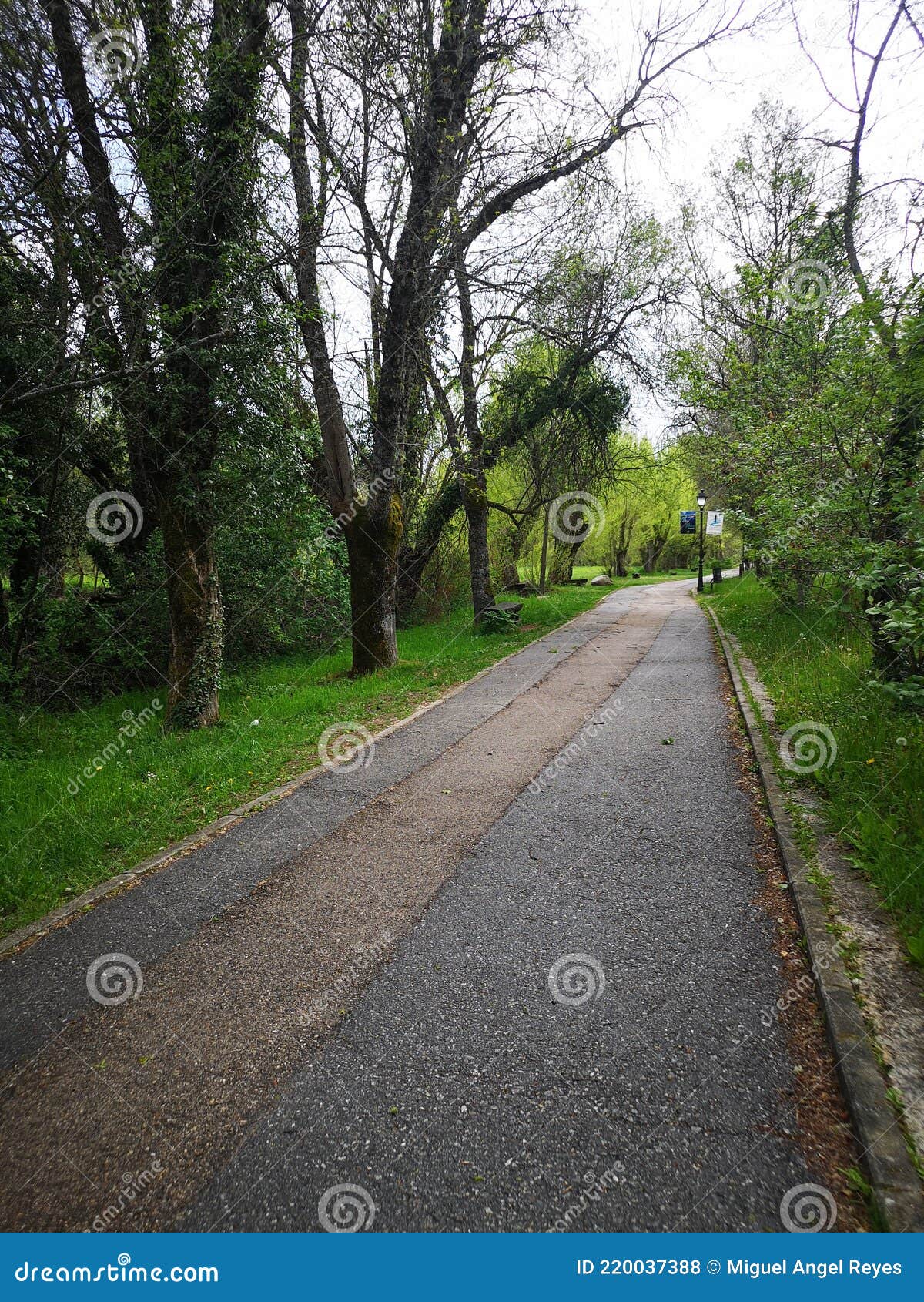 Tree-lined Promenade Boulevard in the Mountains Stock Photo - Image of ...