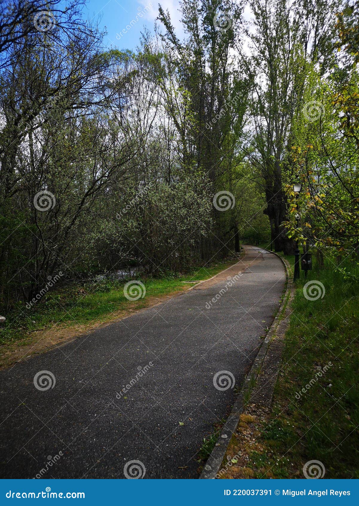 Tree-lined Promenade Boulevard in the Mountains Stock Image - Image of ...