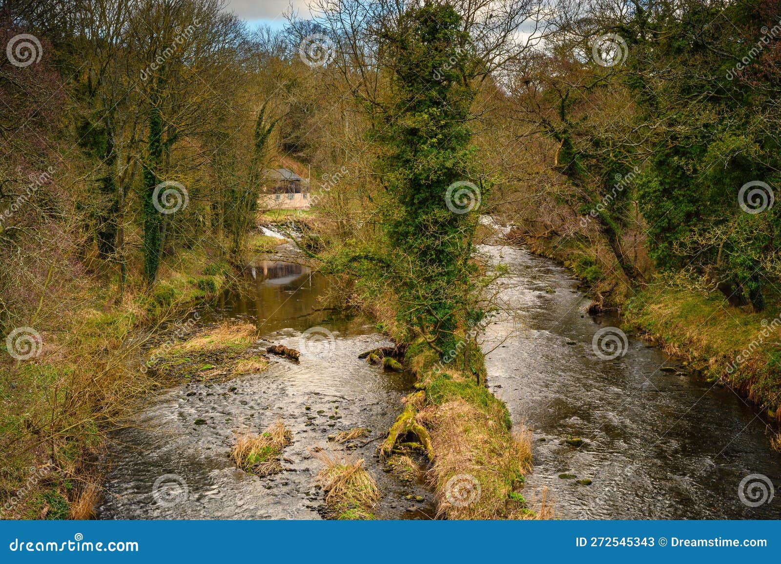 Tree Lined River Derwent Downstream of Weir Stock Image - Image of ...