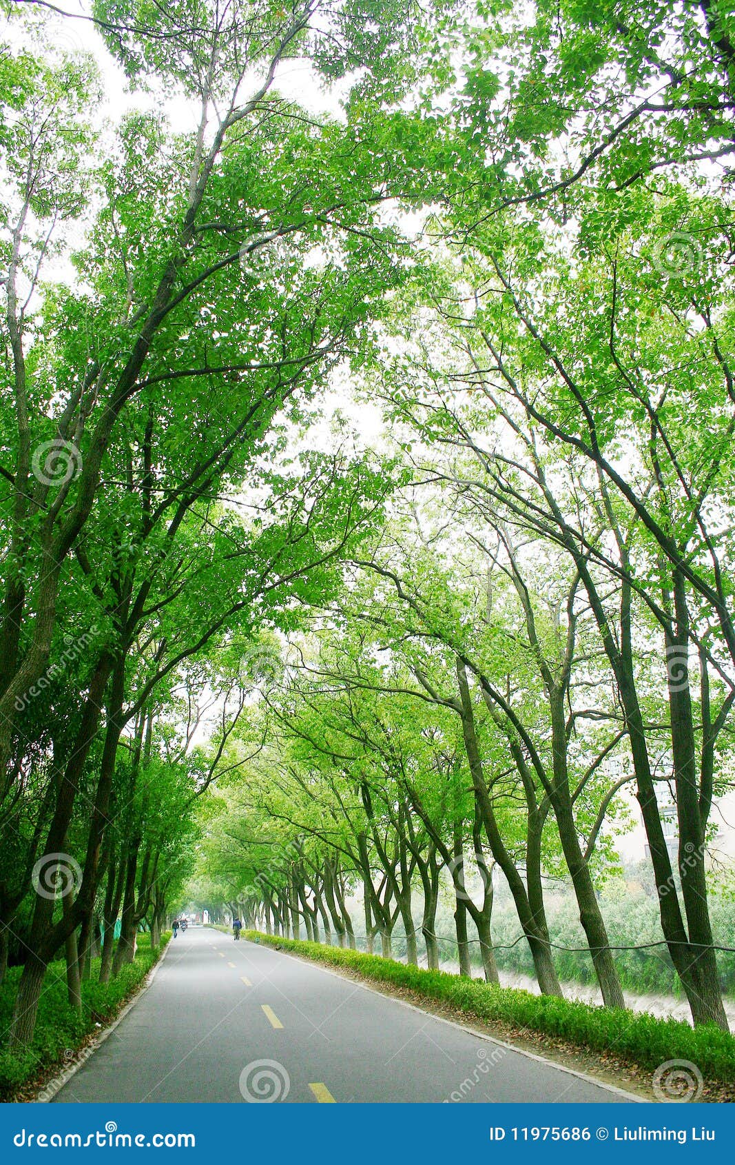 Tree lined road stock photo. Image of trunk, tree, lined - 11975686