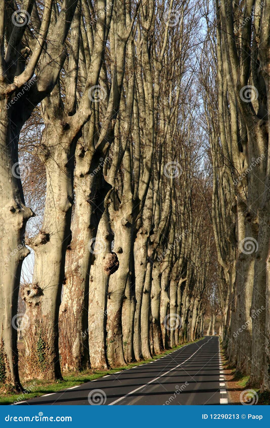 Tree lined road stock image. Image of trees, queue, highway - 12290213