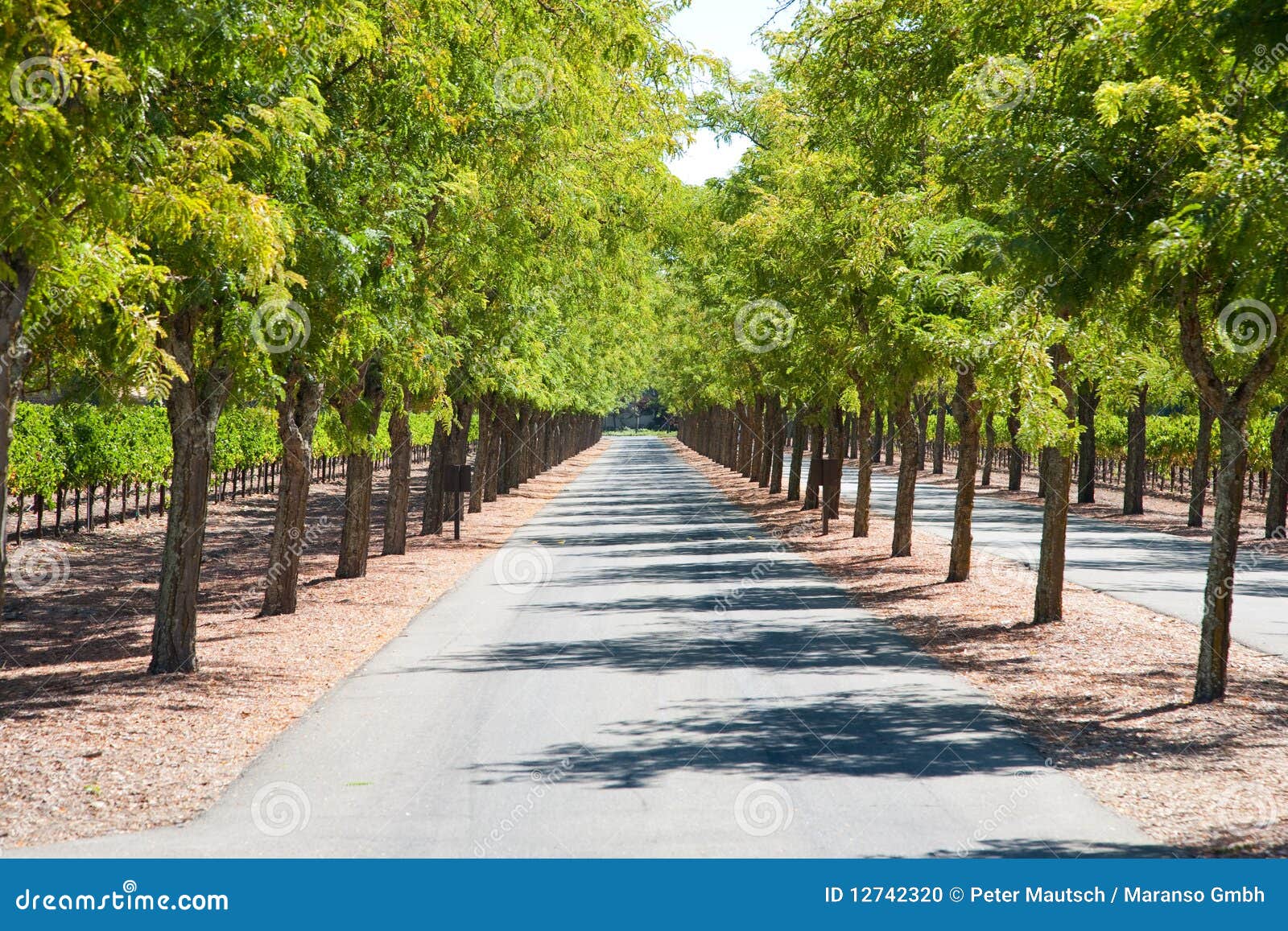 Tree-lined road stock photo. Image of california, autumn - 12742320