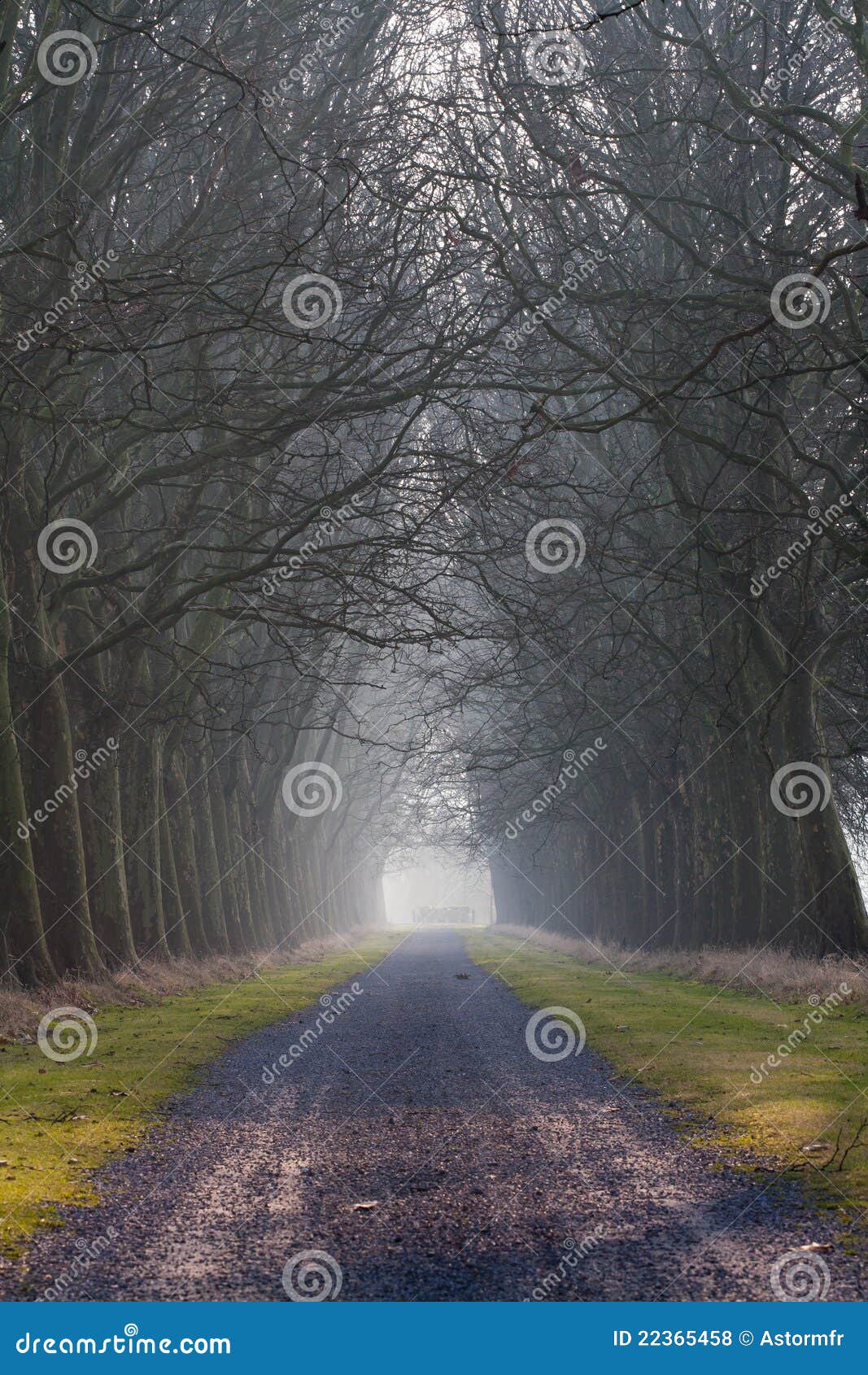 Tree Lined Road stock photo. Image of moonlight, forest - 22365458
