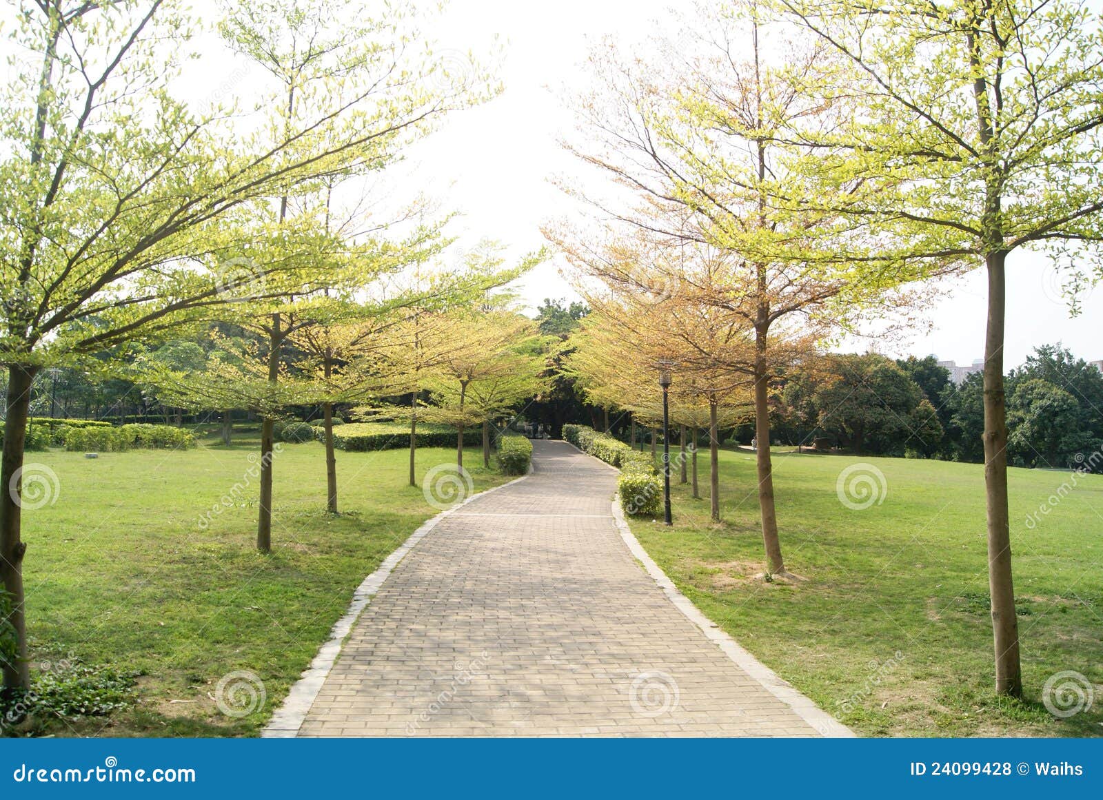 Tree-lined road stock photo. Image of mountain, leisure - 24099428