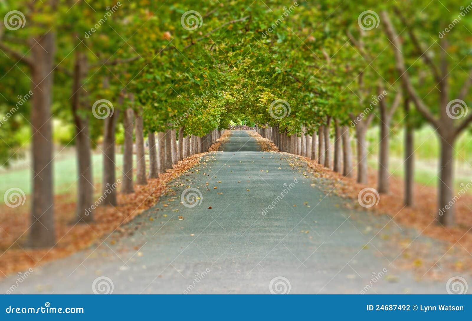 Tree lined road stock photo. Image of places, tree, lined - 24687492