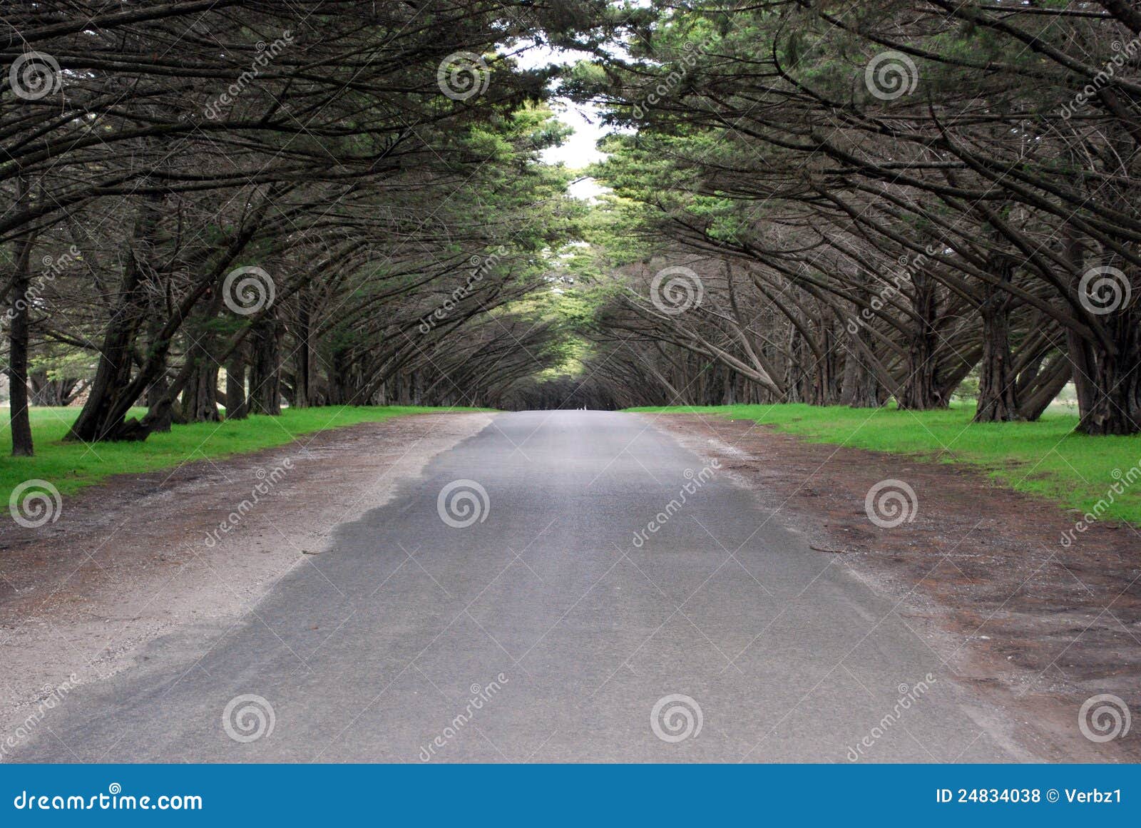 Tree Lined Road stock photo. Image of effect, tree, lined - 24834038