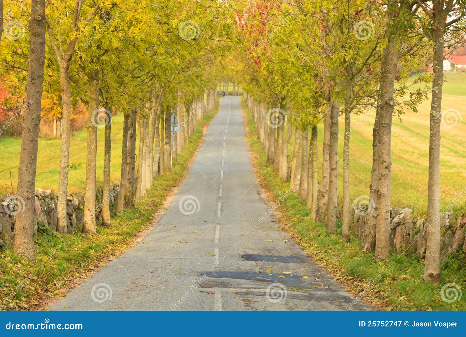 Tree lined road stock image. Image of environment, leaf - 25752747