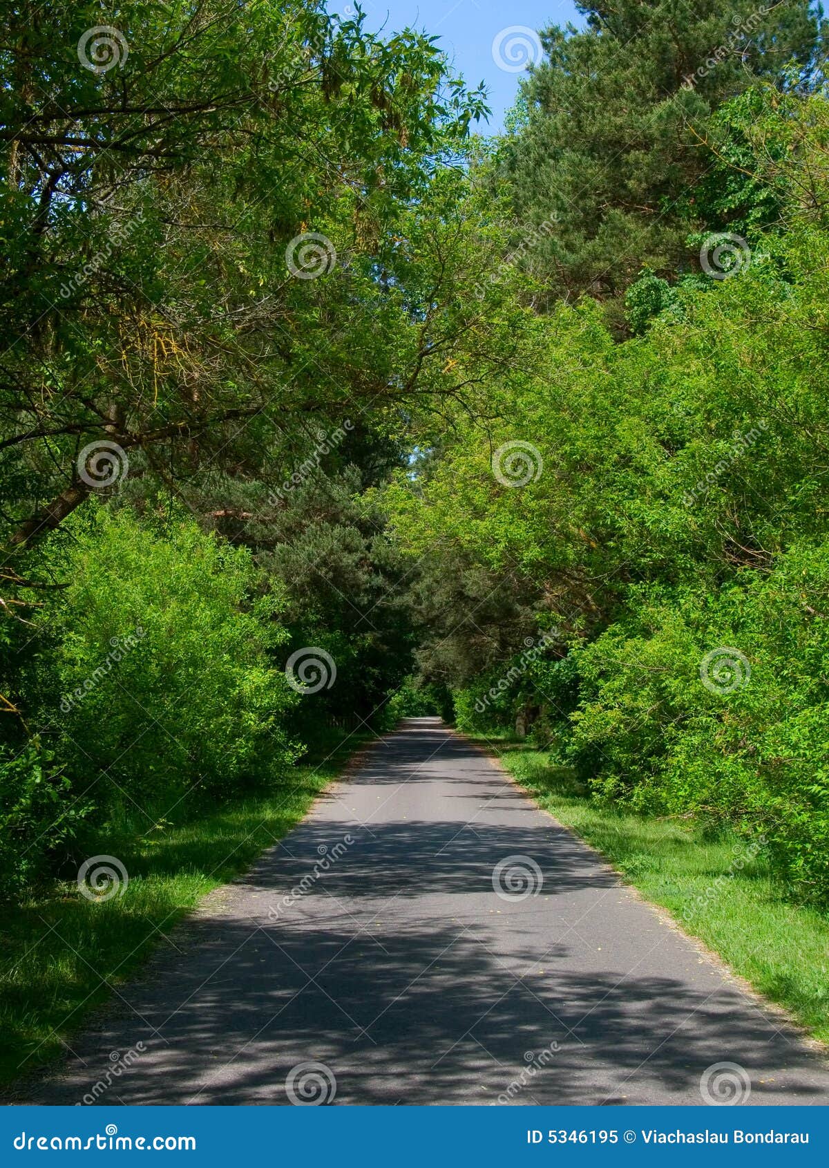 Tree-lined road stock image. Image of street, path, paved - 5346195