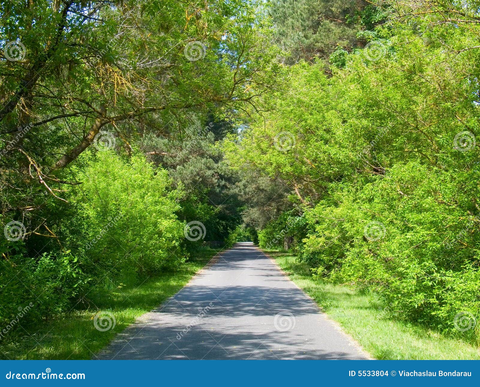 Tree-lined road stock photo. Image of pathway, deserted - 5533804