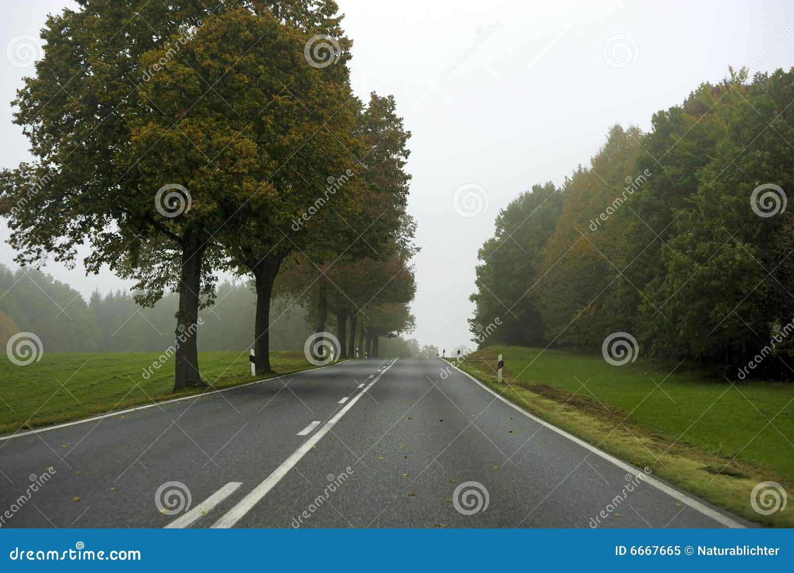 Tree lined road stock image. Image of overcast, vacant - 6667665