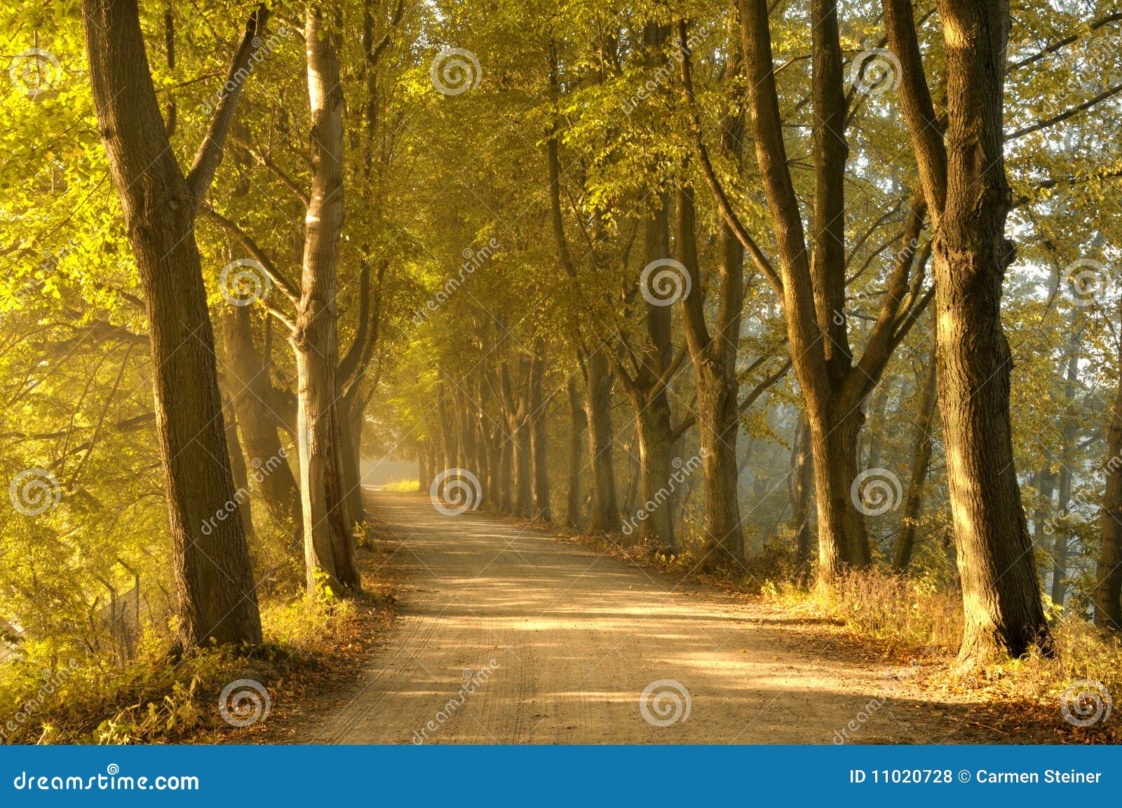 Tree lined road in autumn stock photo. Image of route - 11020728