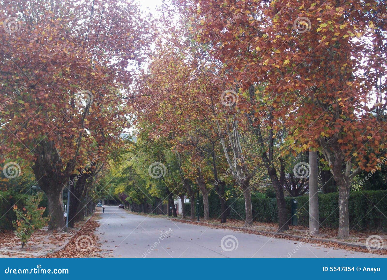 Tree lined road in autumn stock photo. Image of streets - 5547854