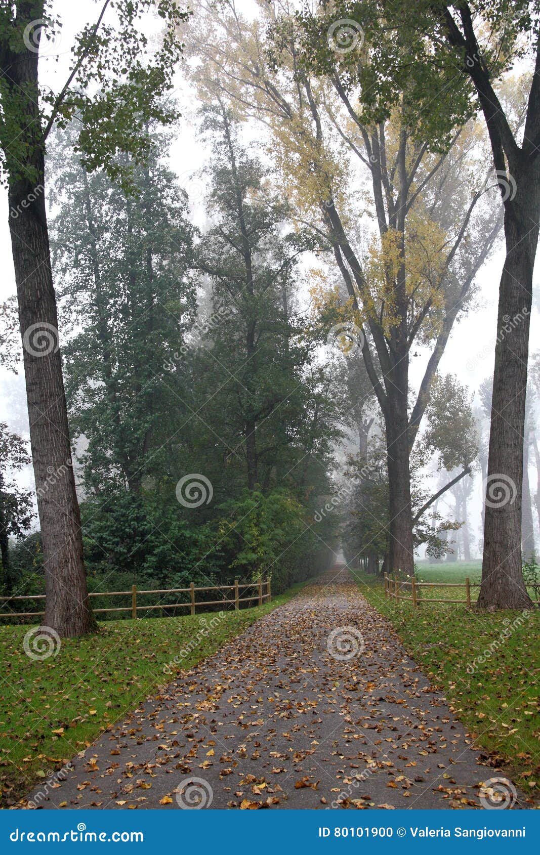 Tree-lined Road in an Autumn Day Stock Photo - Image of background ...