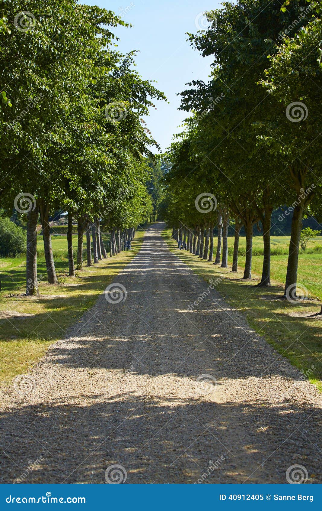 Tree lined road stock image. Image of summer, rural, scene - 40912405
