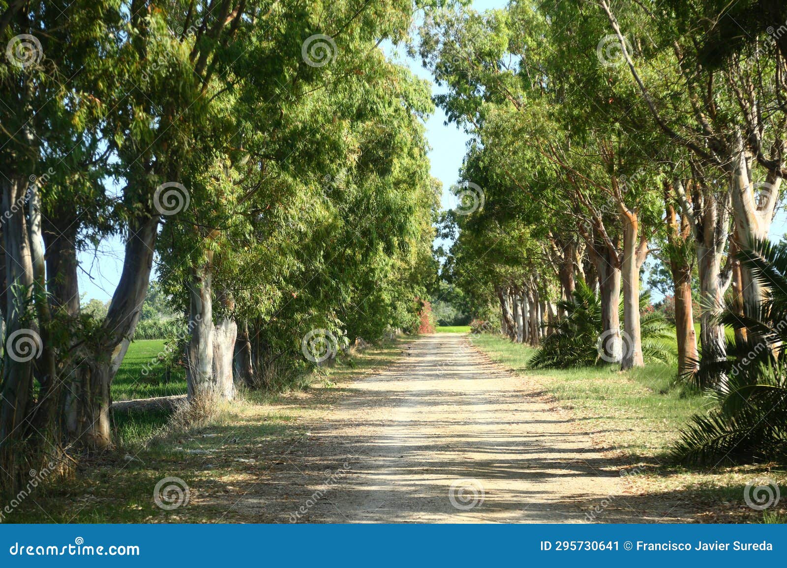 Tree Lined Road in Countryside Stock Image - Image of greenery, outside ...