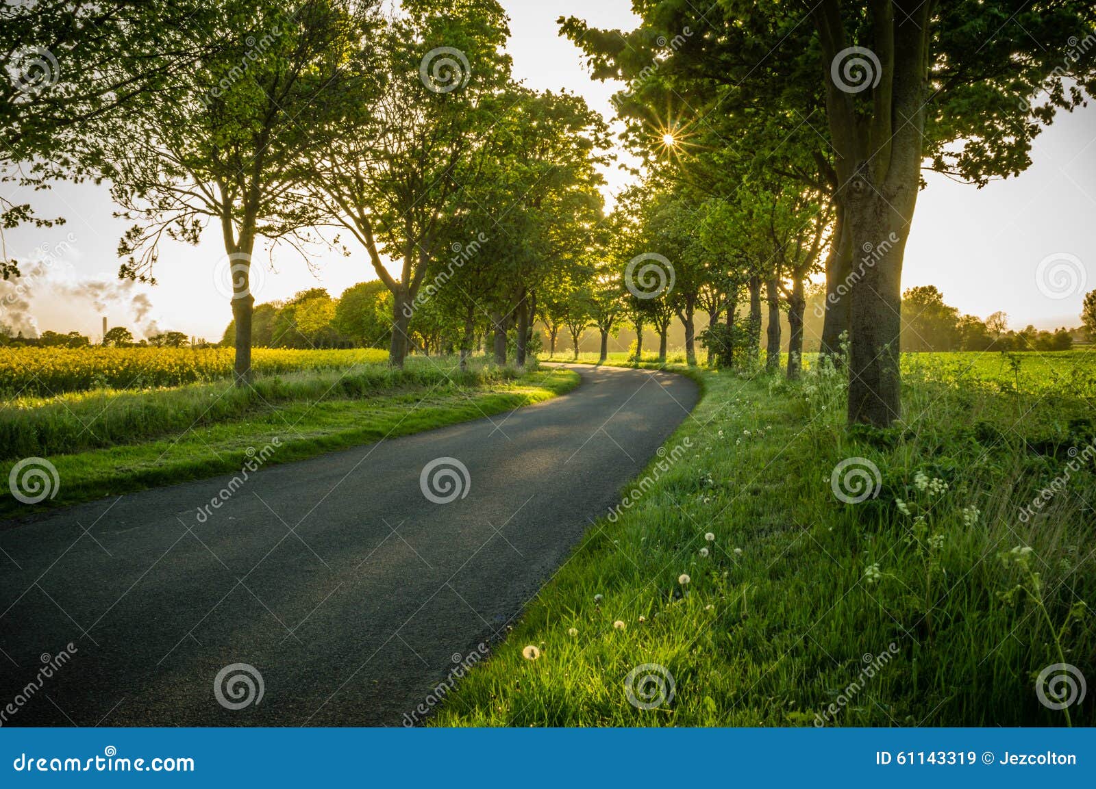 Tree Lined road stock image. Image of outdoors, road - 61143319