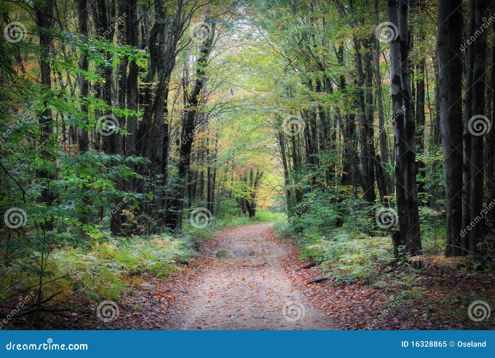 Tree Lined Road in Fall stock image. Image of fallen - 16328865