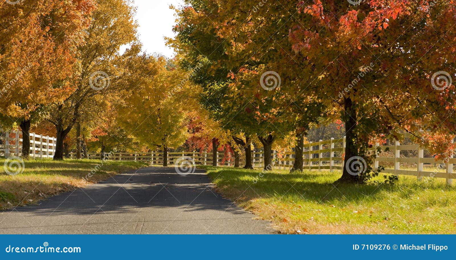 A Tree Lined Road in the Fall Stock Photo - Image of road, objects: 7109276