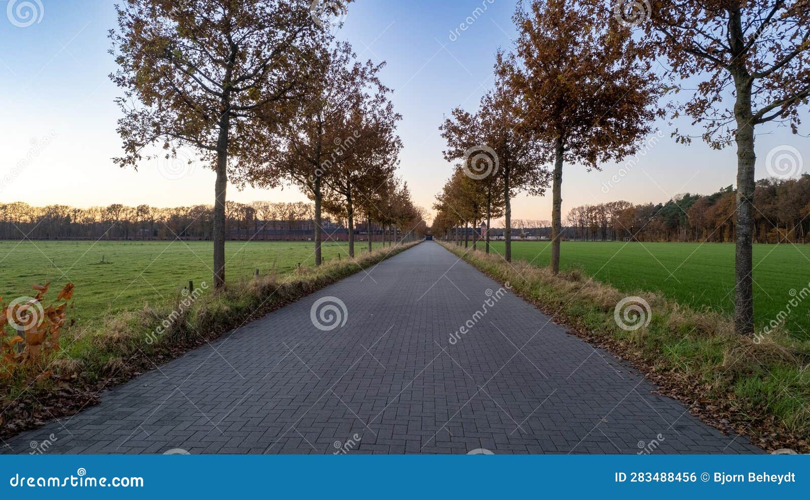 Tree-Lined Road between Farm Fields in Countryside Setting Under a ...