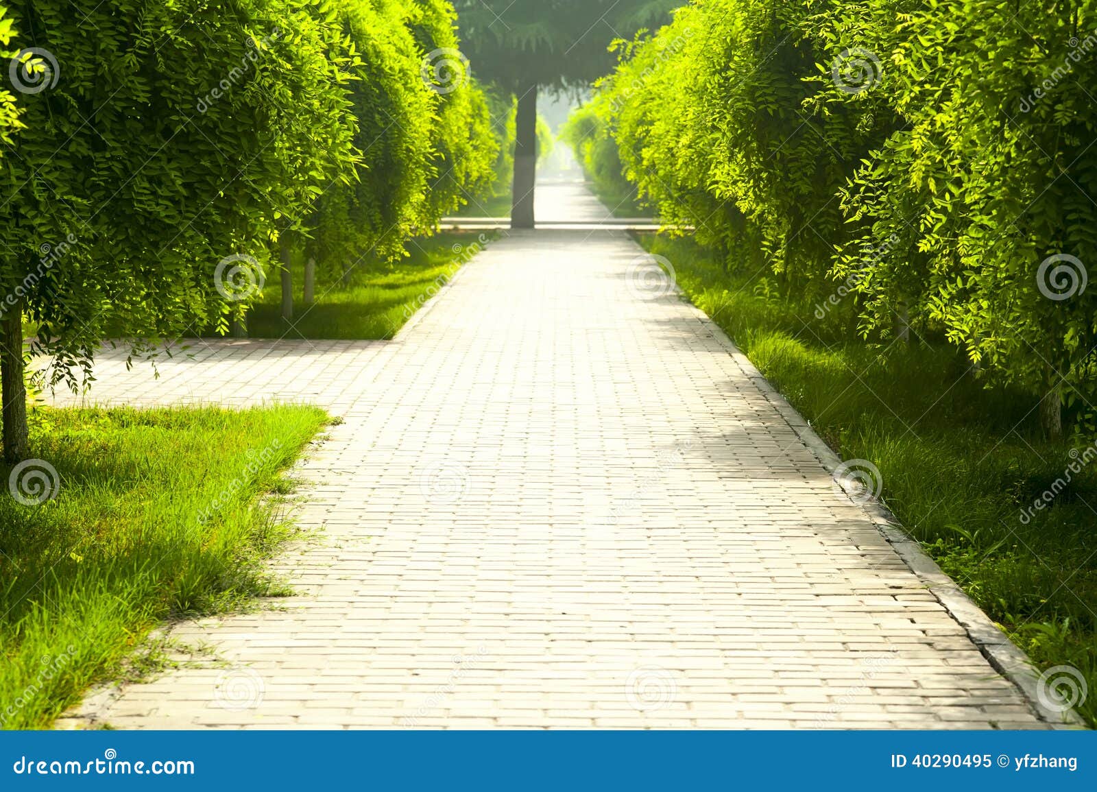 Tree lined road stock image. Image of green, pathway - 40290495