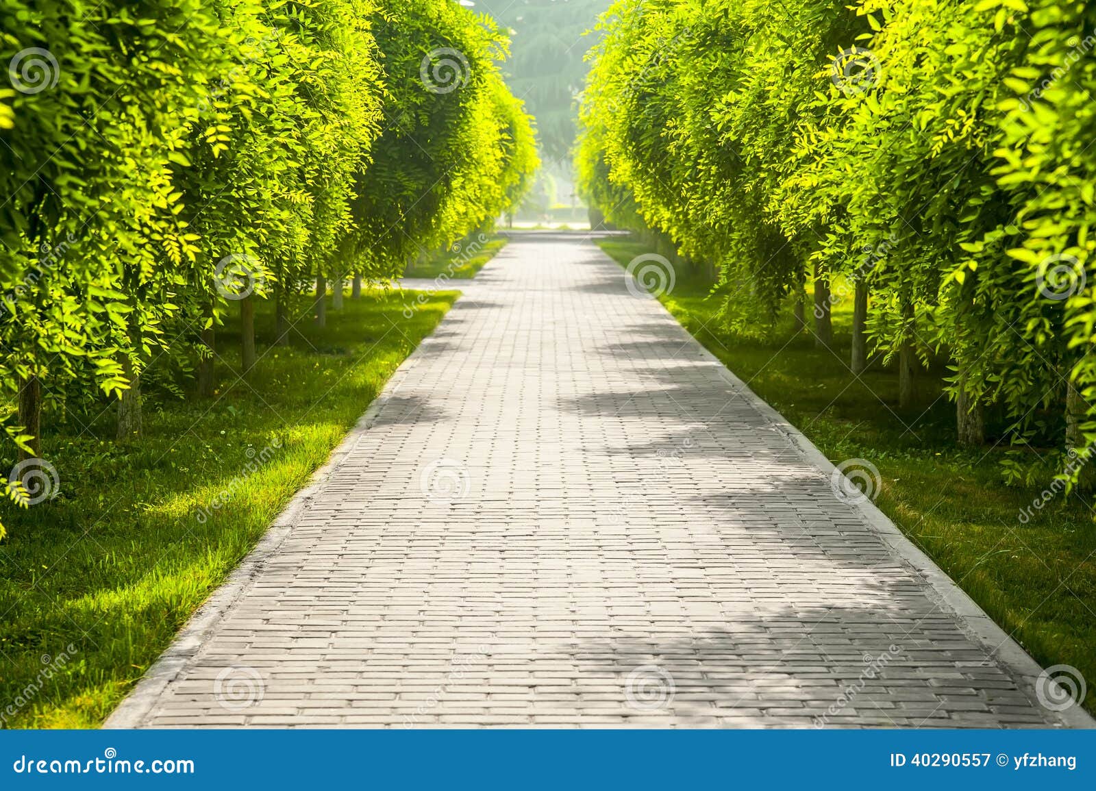 Tree lined road stock image. Image of green, daytime - 40290557