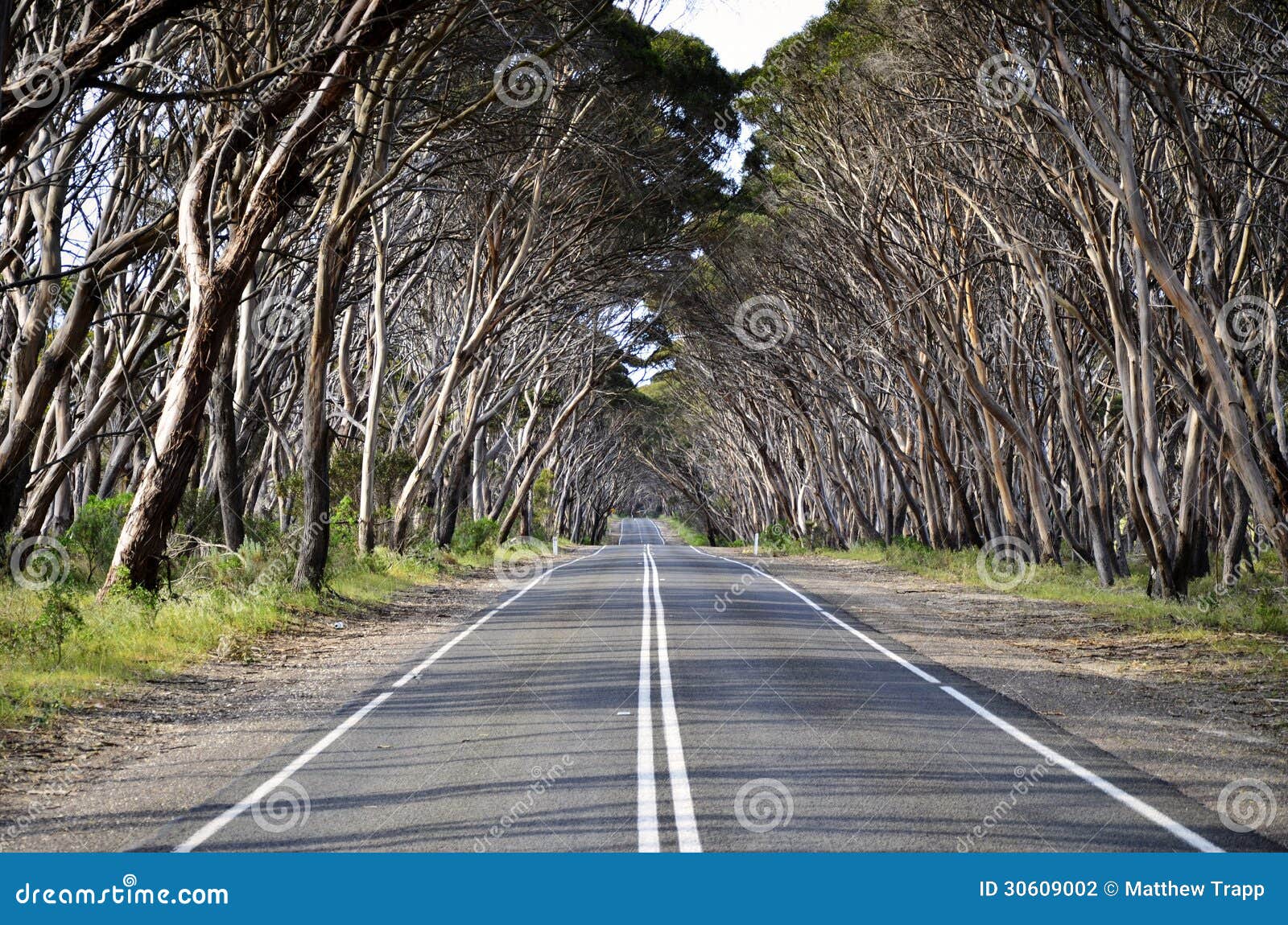 Tree Lined Road on Kangaroo Island Stock Photo - Image of street, drive ...