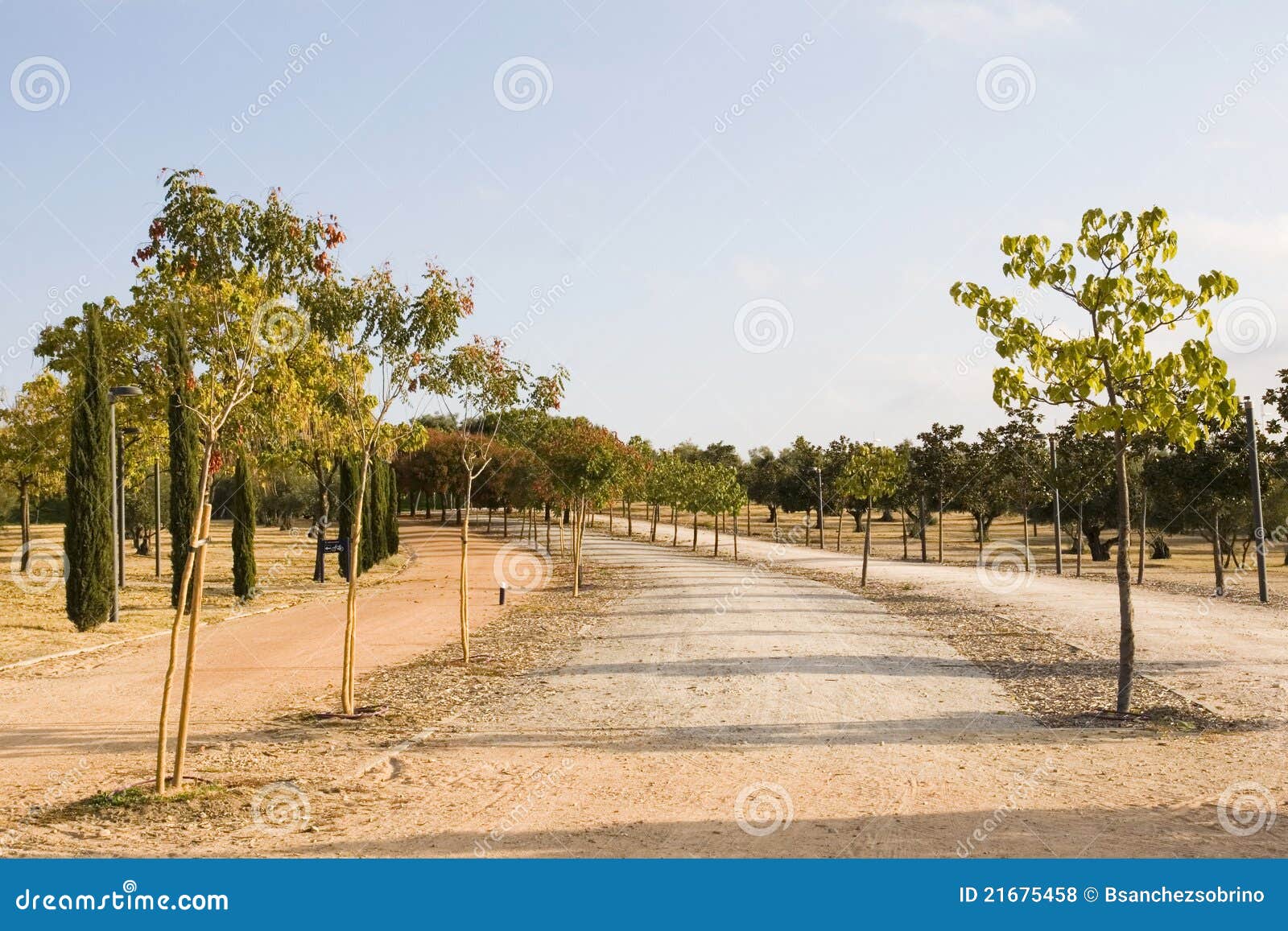 Tree lined road in park stock photo. Image of leafy, serene - 21675458