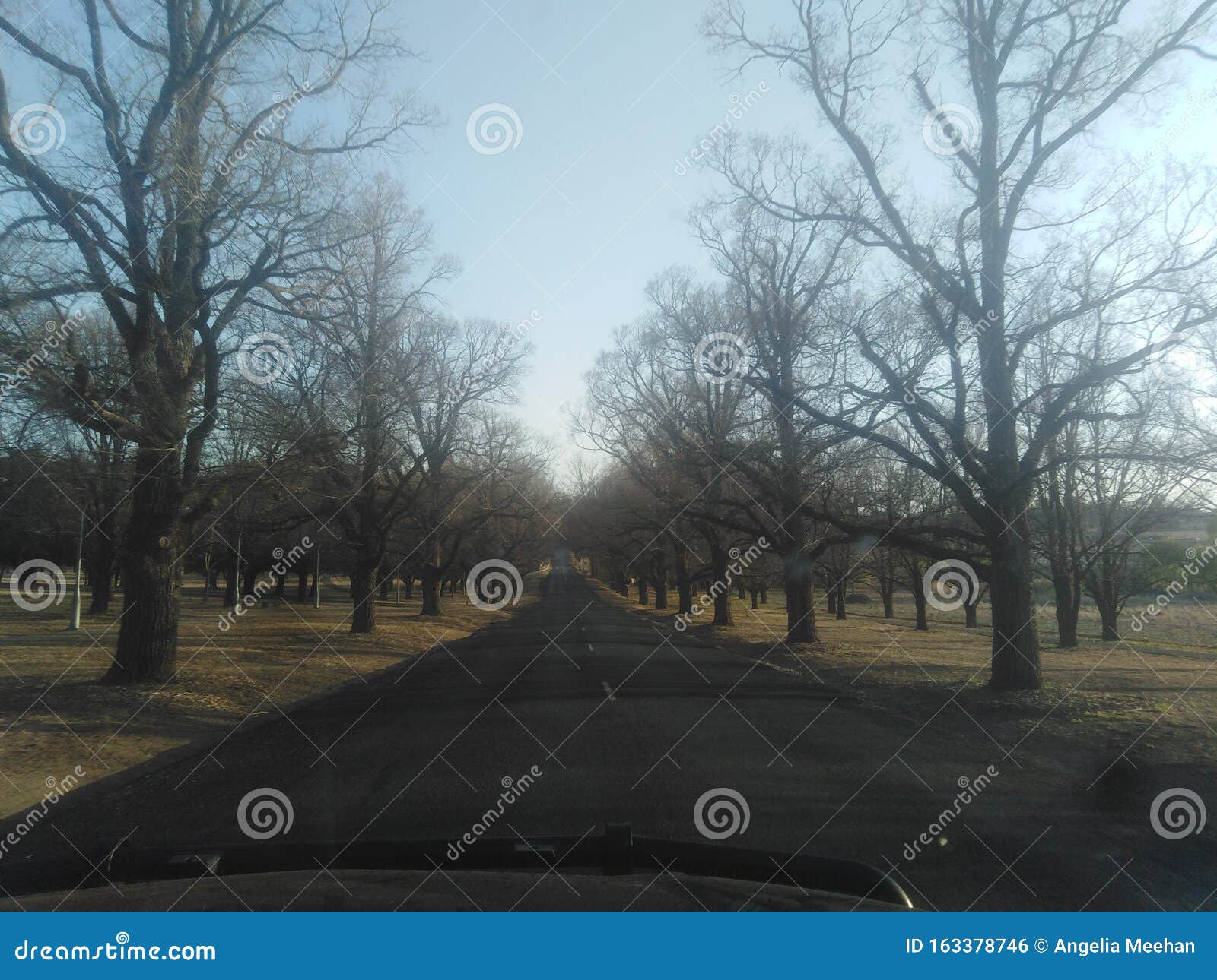 Tree Lined Road in the Rural Country Stock Photo - Image of country ...