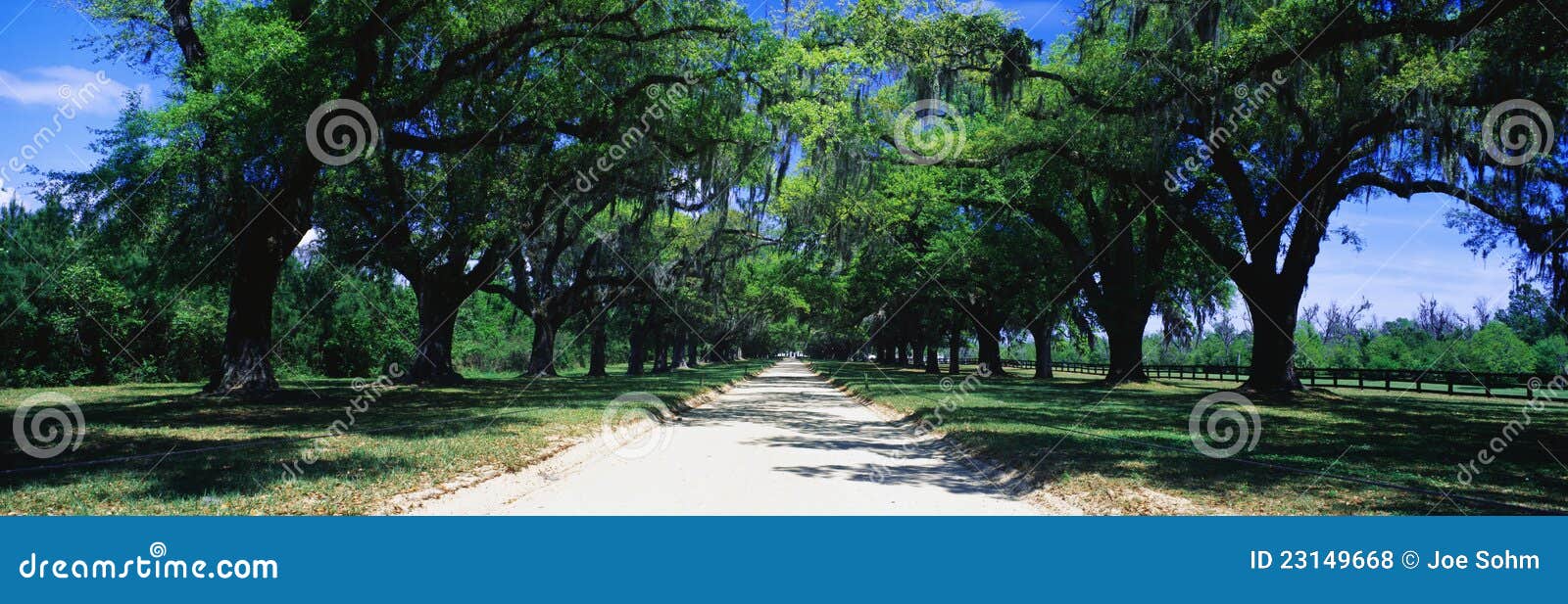 Tree Lined Road, San Antonio, TX Stock Photo - Image of forest ...