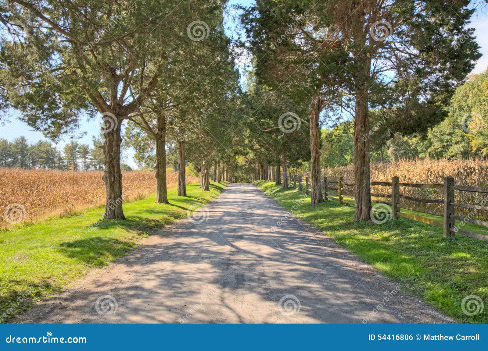 Tree-lined road stock photo. Image of pasture, vanishing - 54416806