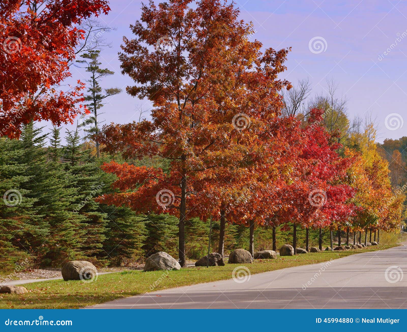 Tree Lined Road stock photo. Image of lined, tree, pineneedles - 45994880