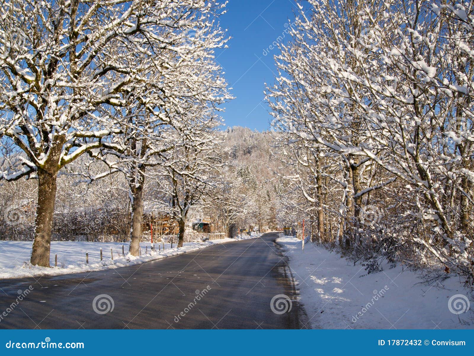 Tree lined road in winter stock photo. Image of countryside - 17872432