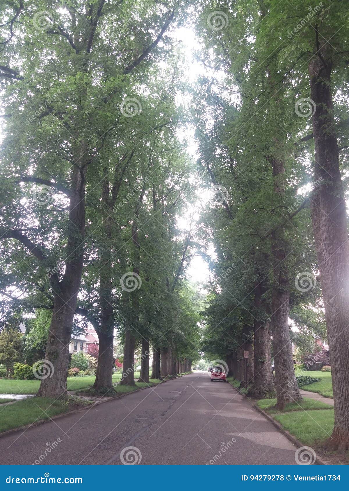 Tree lined roads stock photo. Image of shade, roads, massive - 94279278