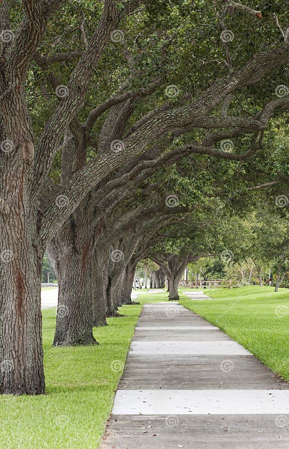 Tree-Lined Sidewalk stock photo. Image of neighborhood - 35182536