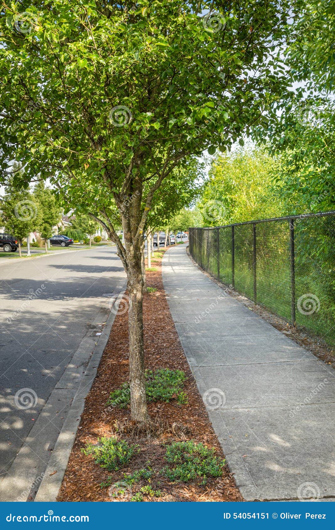 Tree lined sidewalk stock image. Image of landscaped - 54054151