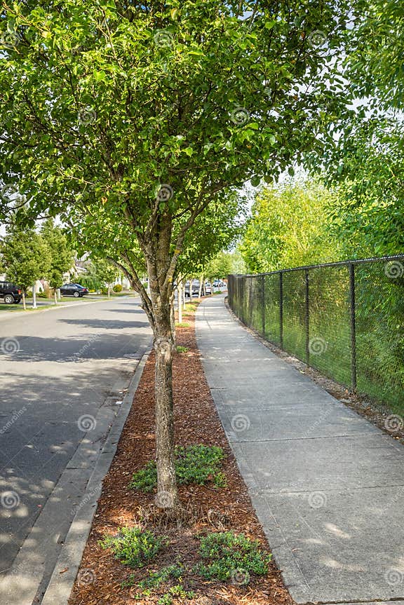 Tree lined sidewalk stock image. Image of landscaped - 54054151