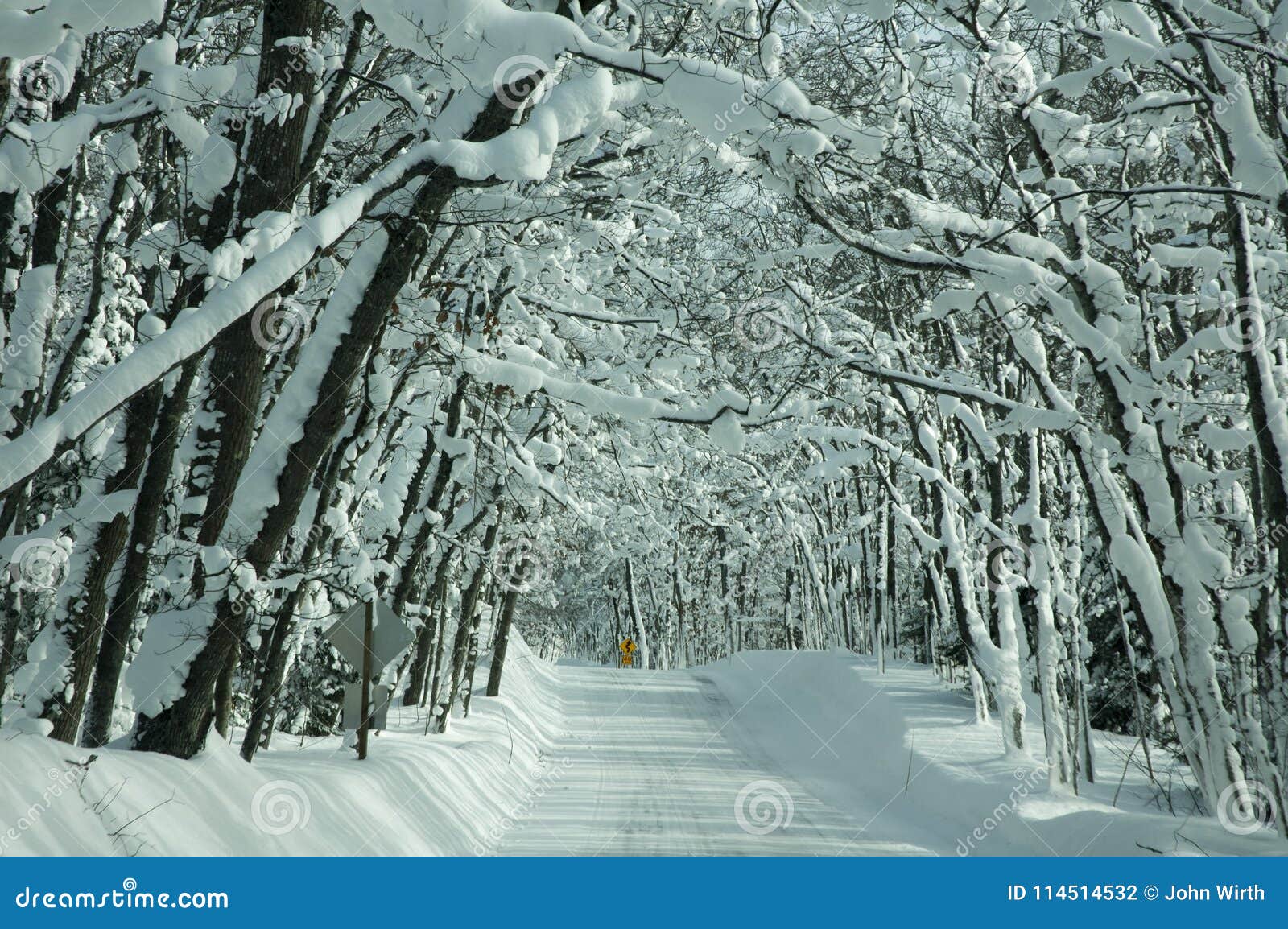 Tree Lined Snow Covered Road Stock Photo - Image of canopy, winter ...
