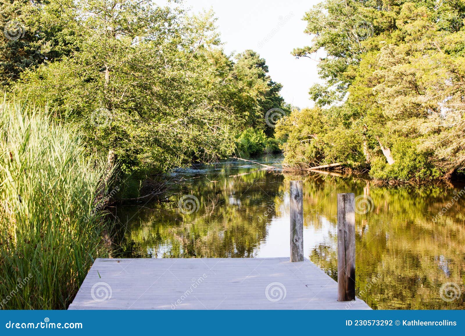 Tree Lined Stream Summer Afternoon Stock Photo - Image of peaceful ...