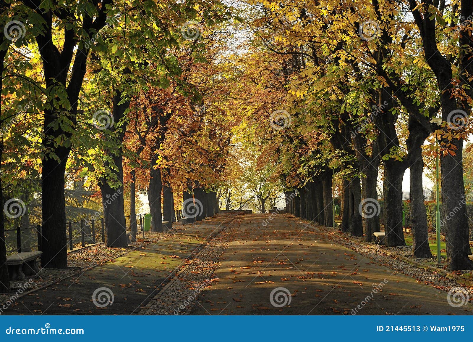 Tree Lined Street in Autumn Stock Image - Image of green, leaves: 21445513