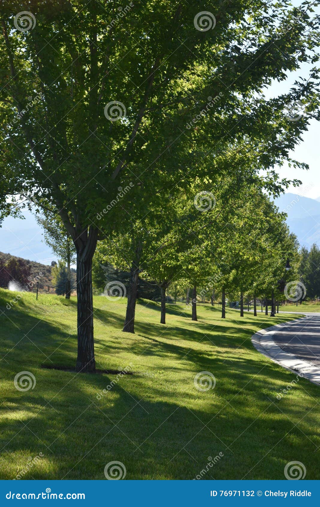 Tree lined street stock photo. Image of road, green, street - 76971132