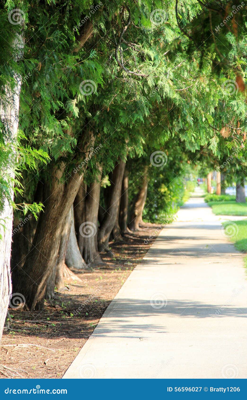Tree lined street stock image. Image of inviting, sunny - 56596027