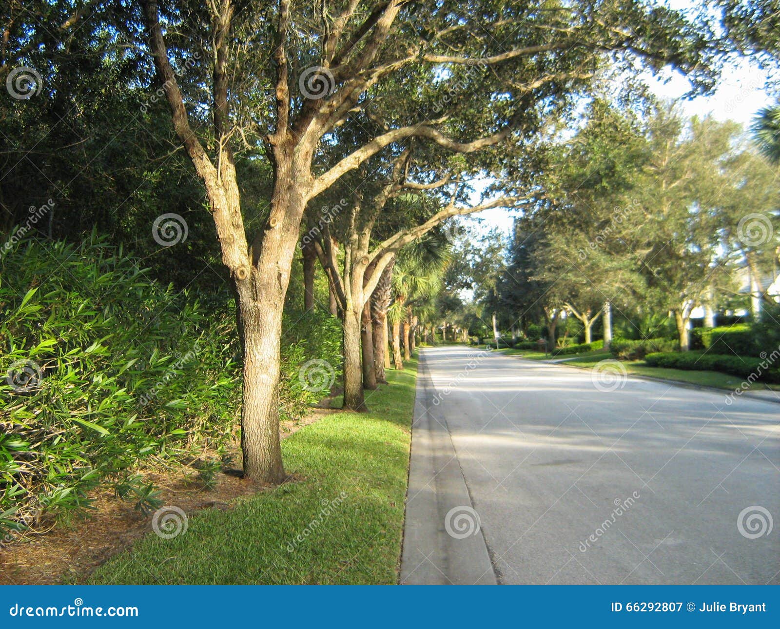 Tree-Lined Street stock image. Image of trees, bushes - 66292807