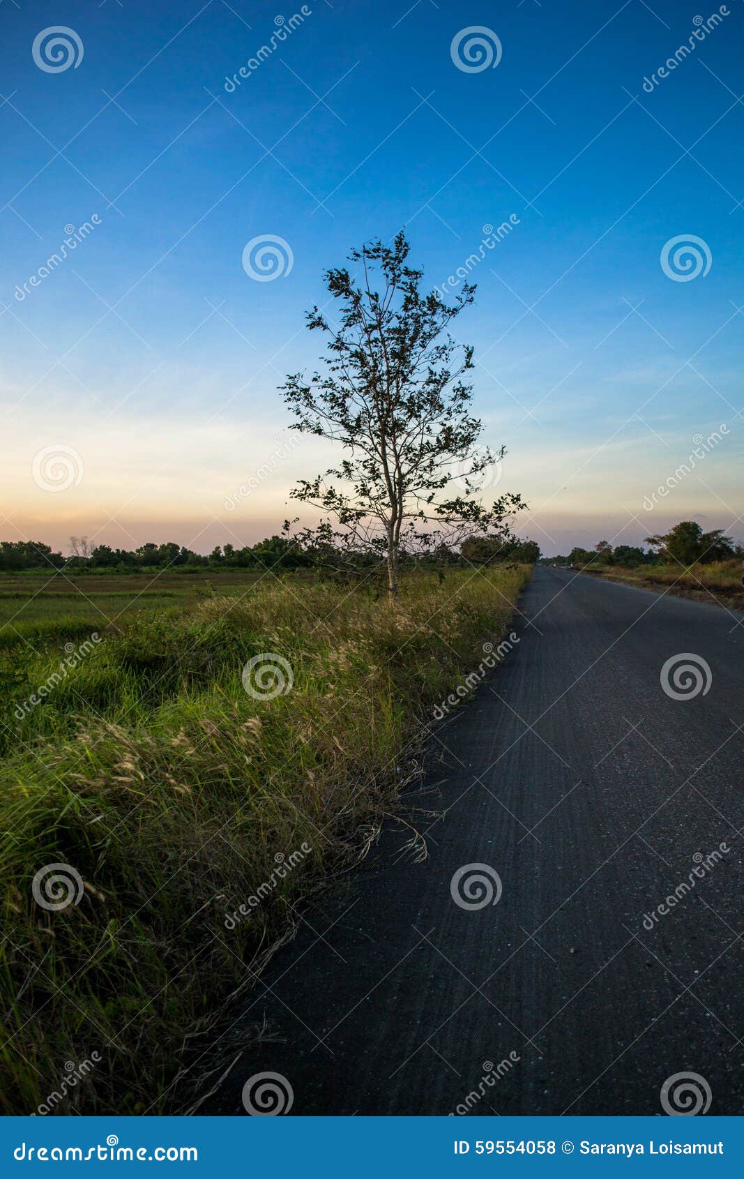 Tree-lined Streets, Evening Atmosphere Stock Photo - Image of outdoor ...